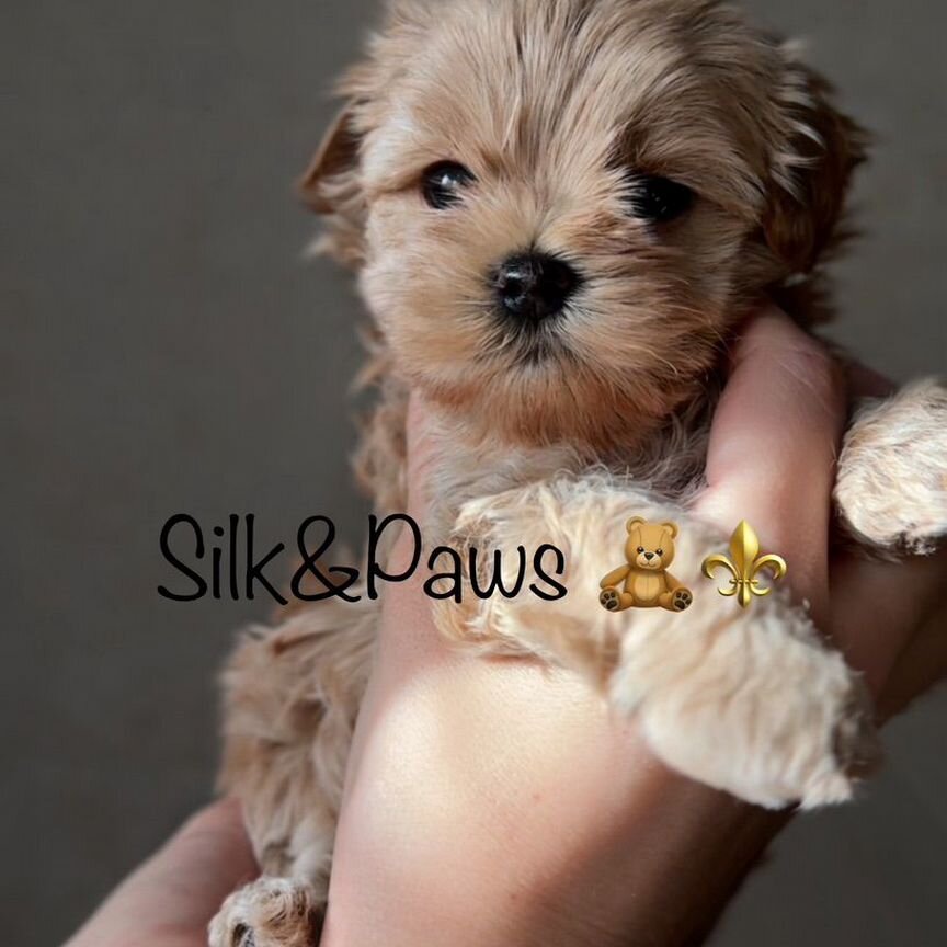 Maltipoo mini малыши мальтипу тикап импорт Китай