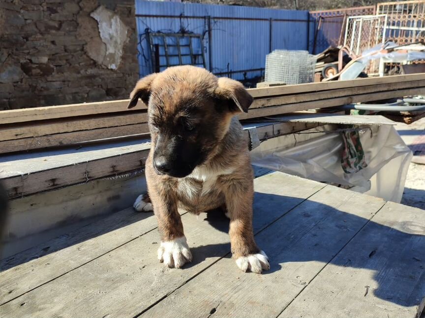 Собака в добрые руки отдам бесплатно