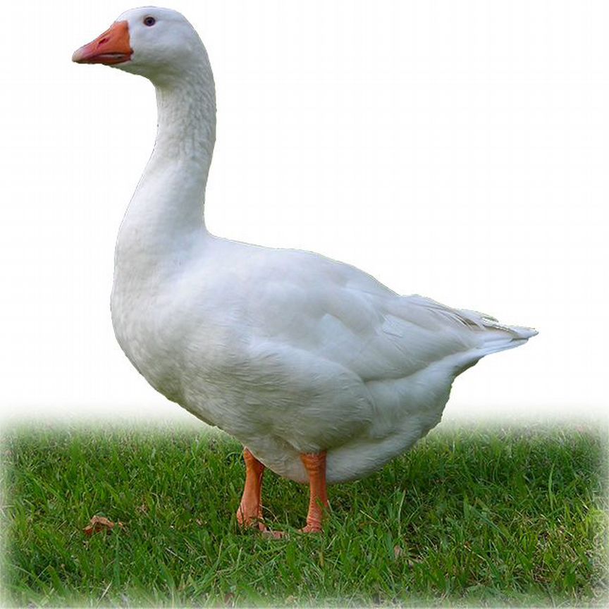 Гусыни линда