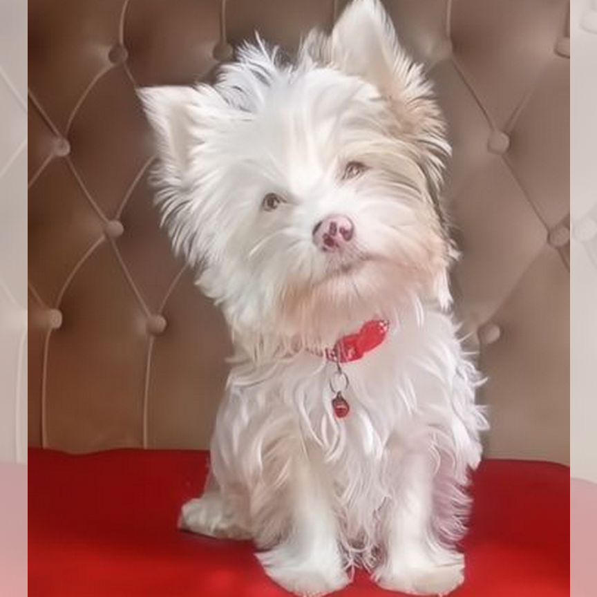 Йоркширский терьер, щенок