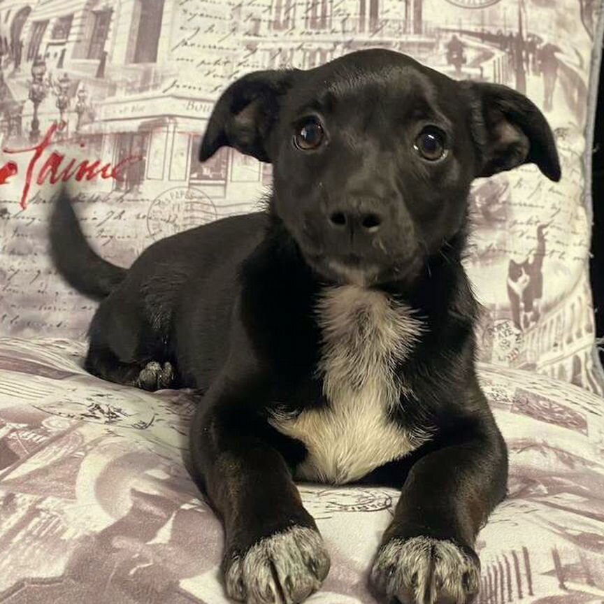 Щенок черная малышка