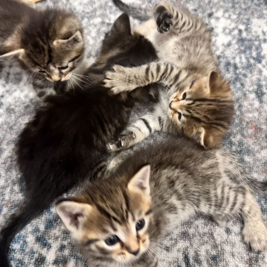 Отдам в добрые руки