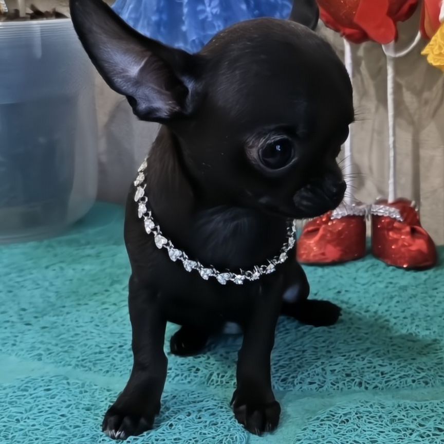Чихуахуа, щенок