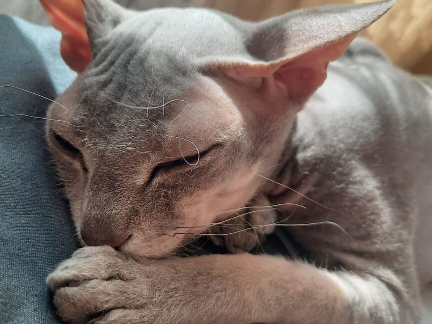 Кошка лысая сфинкс