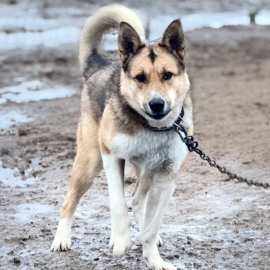 Взрослый пёс в добрые руки
