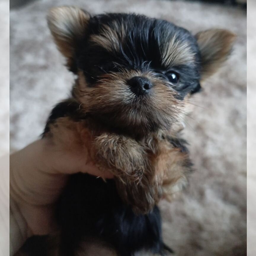 Йоркширский терьер, щенок