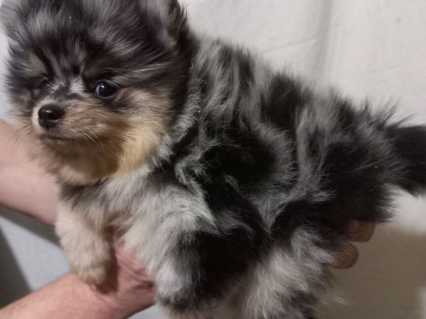 Девочки шпицы