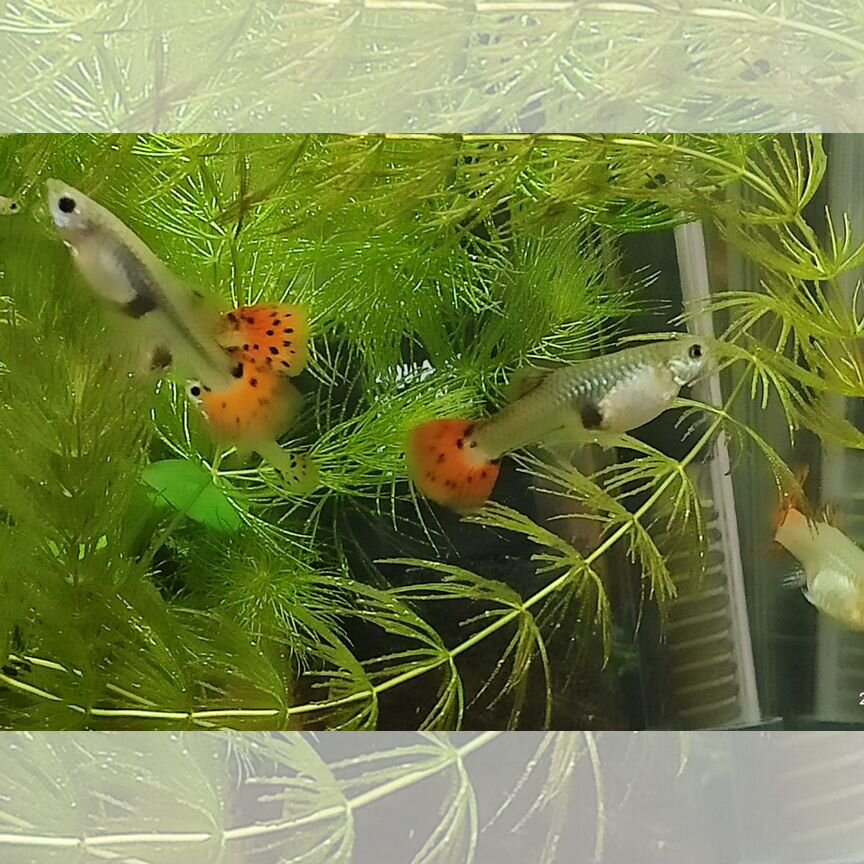 Аквариумные рыбки гуппи