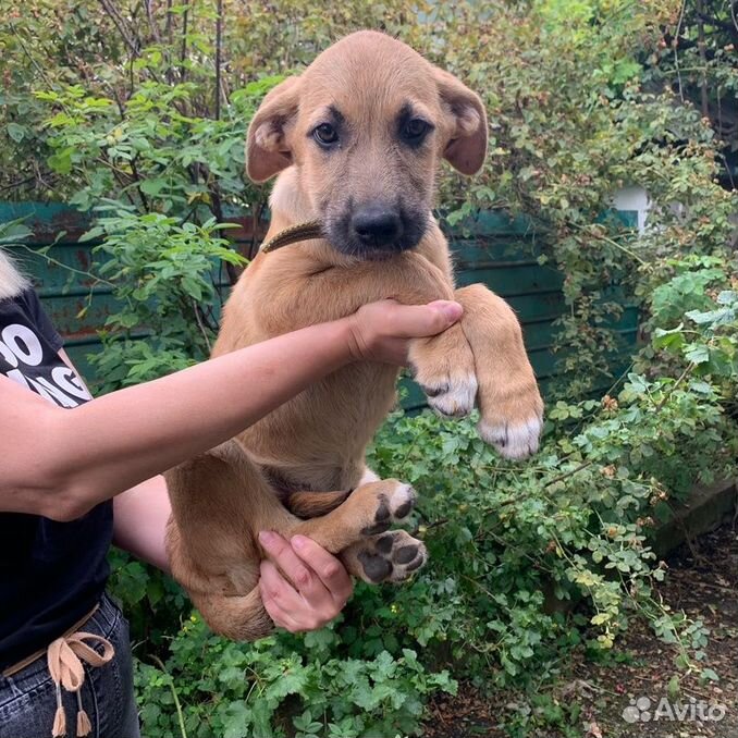 Очаровашка Джес хочет домой