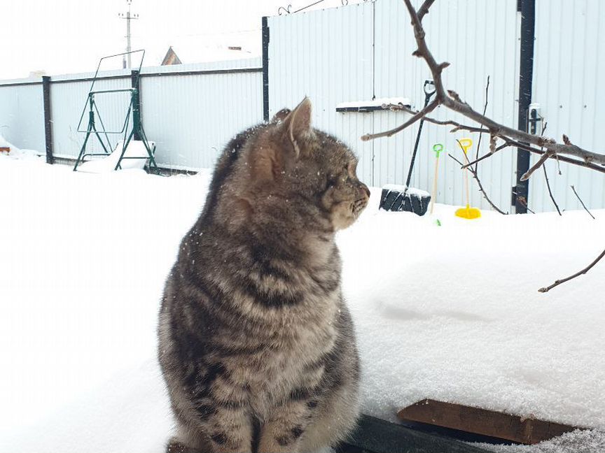 Котик в добрые руки