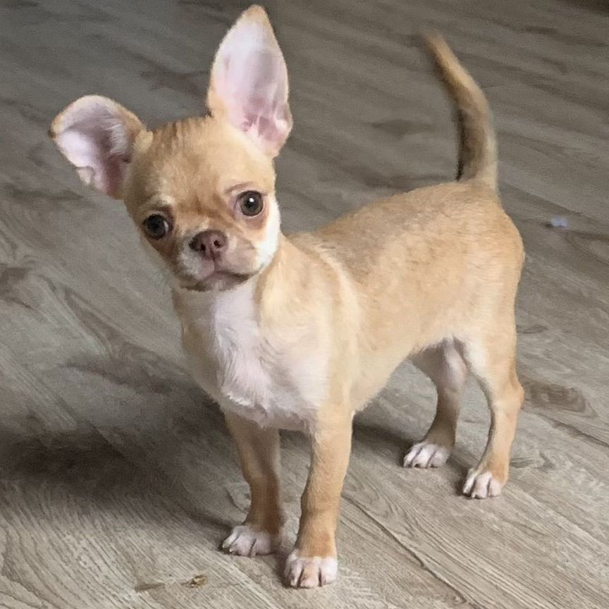 Чихуахуа, щенок