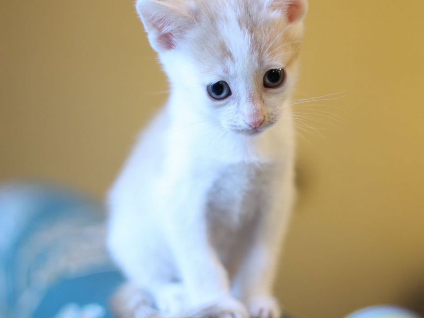 Котик Оскар