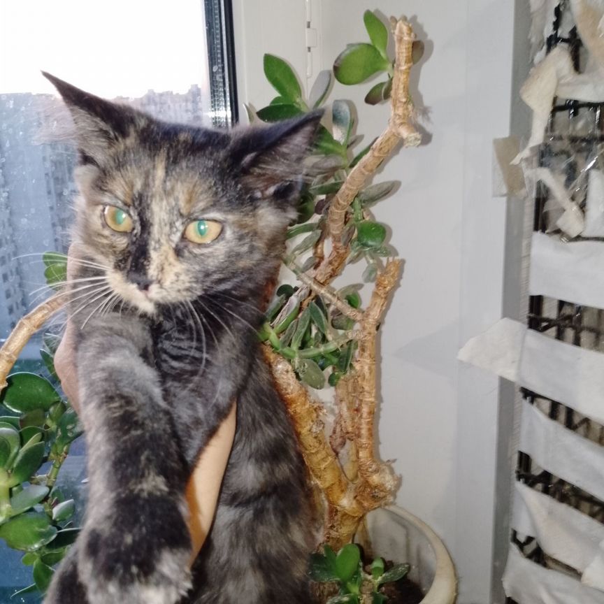 Котенок черепашка