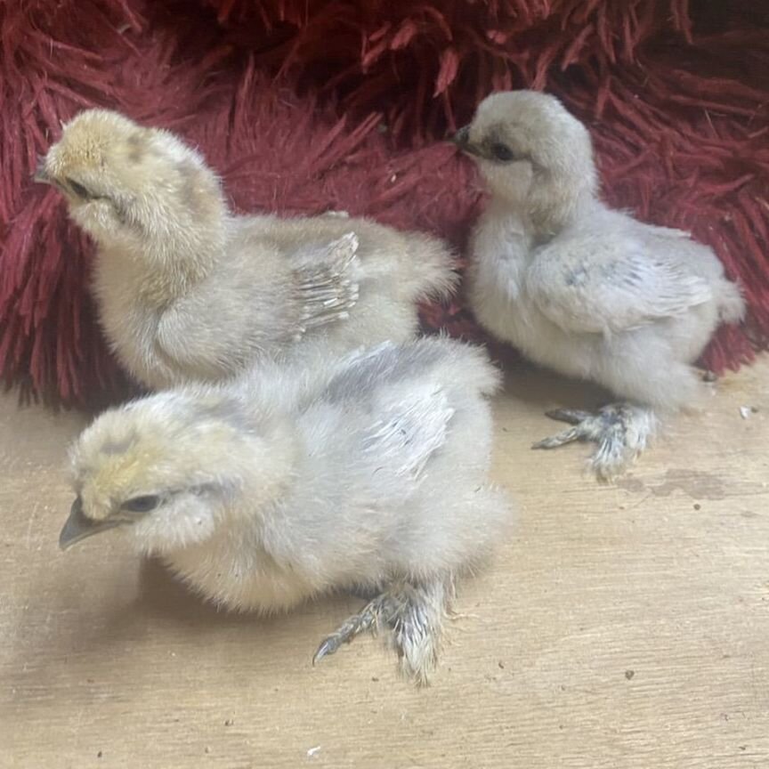Цыплята китайские шелковые