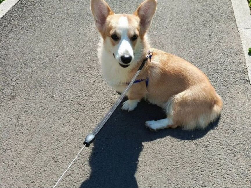 Вельш-корги пемброк девочка