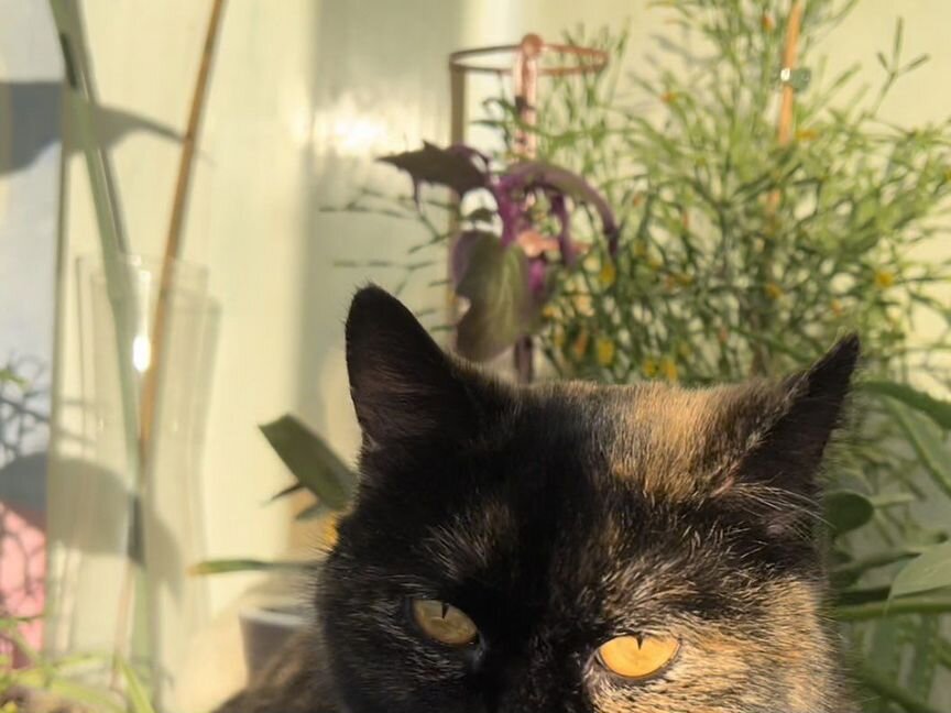 Британская кошка наверное