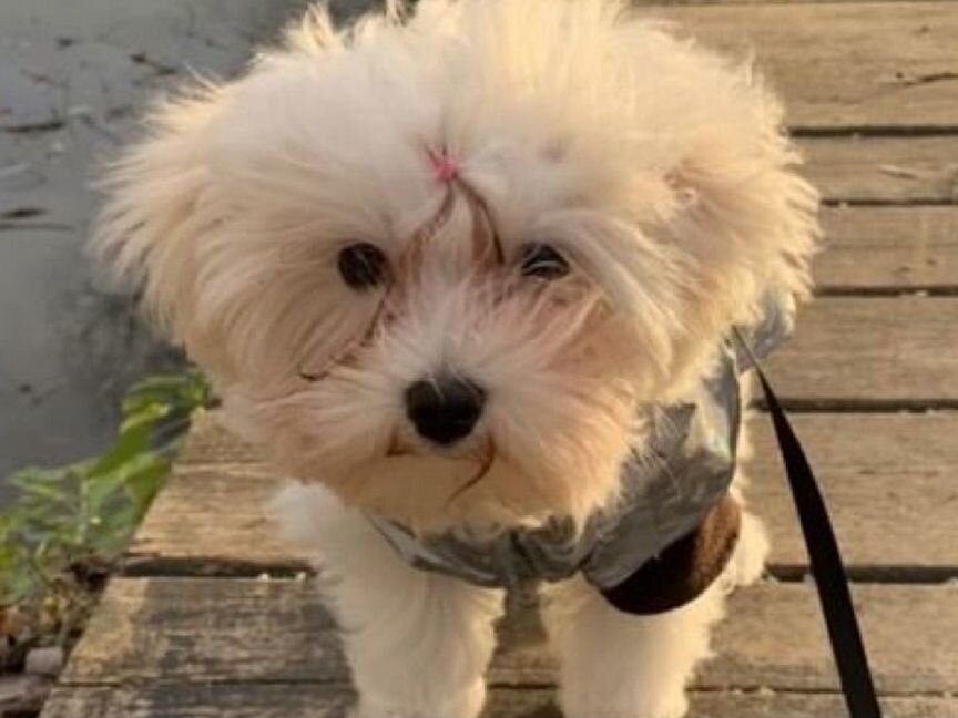 Мальтезе вязка