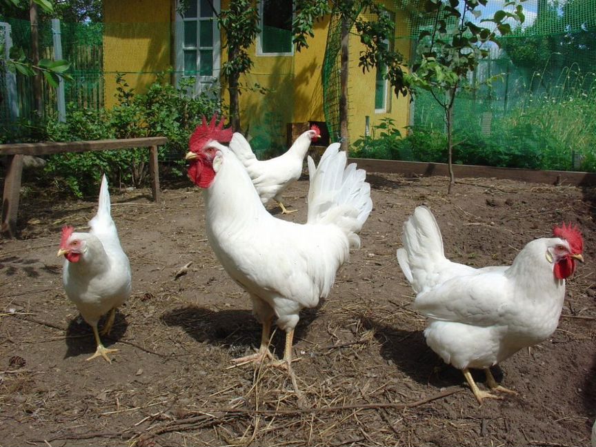 Куры несушки