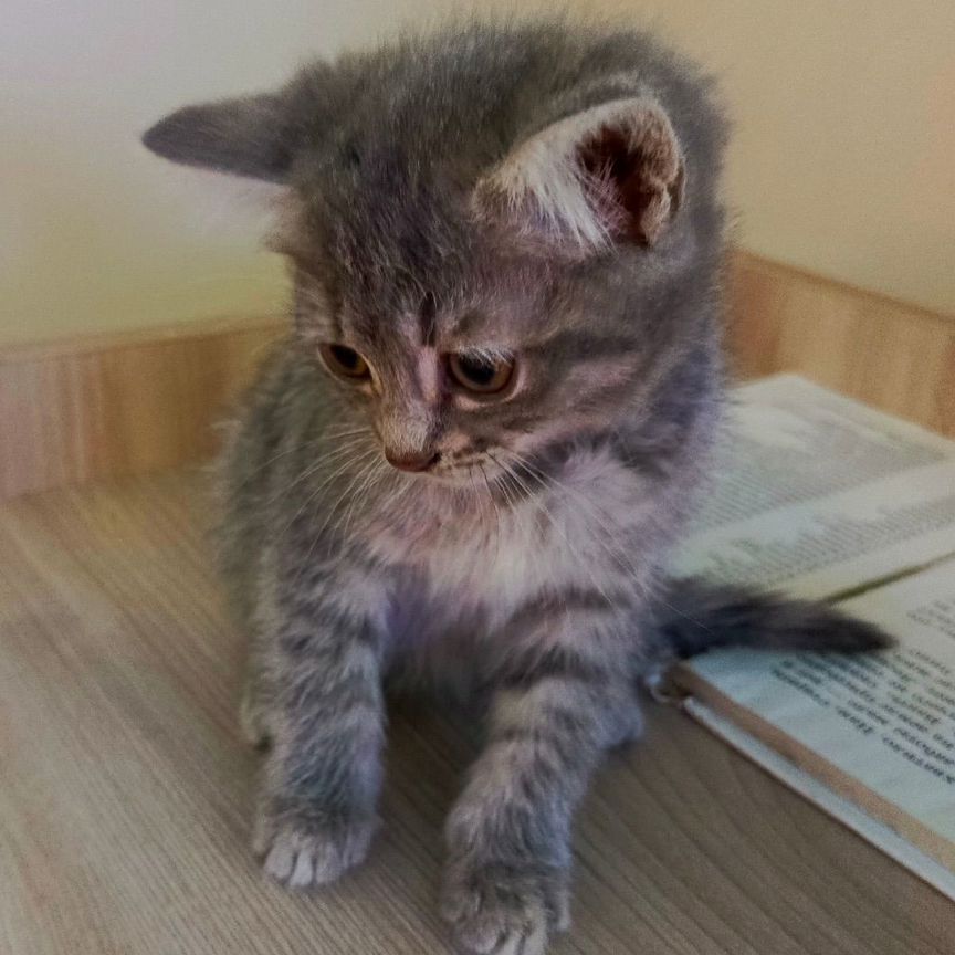 Котёнок в добрые руки