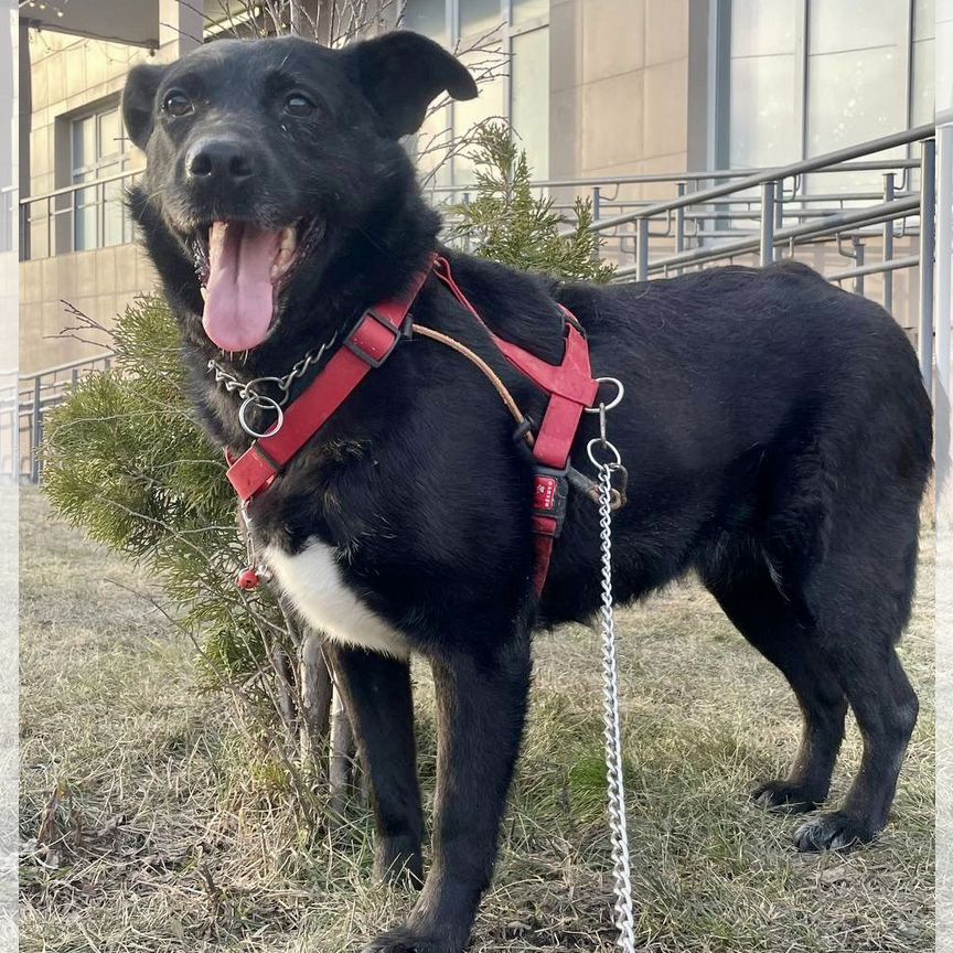Взрослая собака в добрые руки