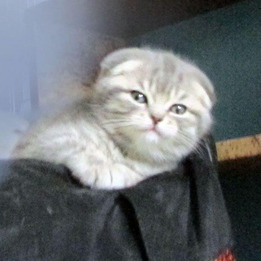 Вислоухие котята