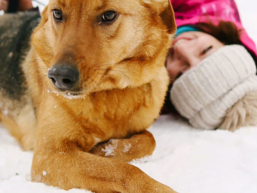 Собака рыжая красотка из приюта