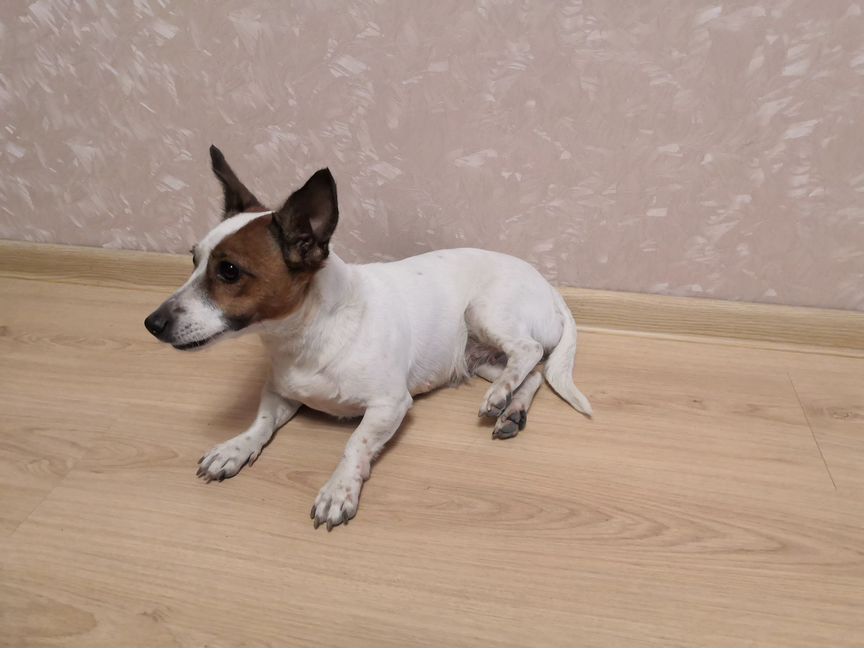 Джек Рассел терьер в хорошие руки