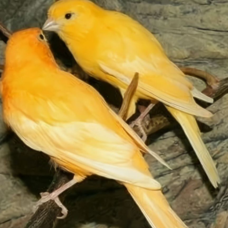 Кенара поющие и канарейки