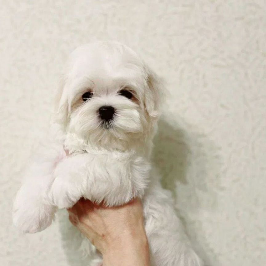 Мальтийская болонка