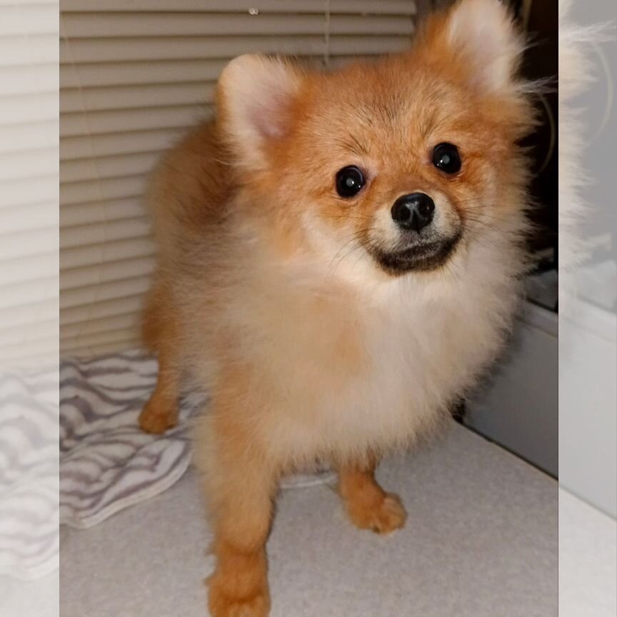 Померанский шпиц, щенок