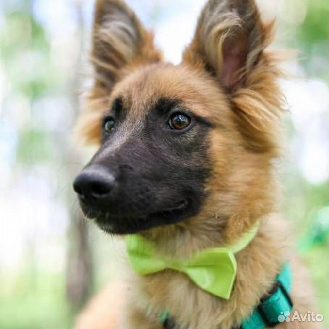 Малышка Манго из приюта ищет семью