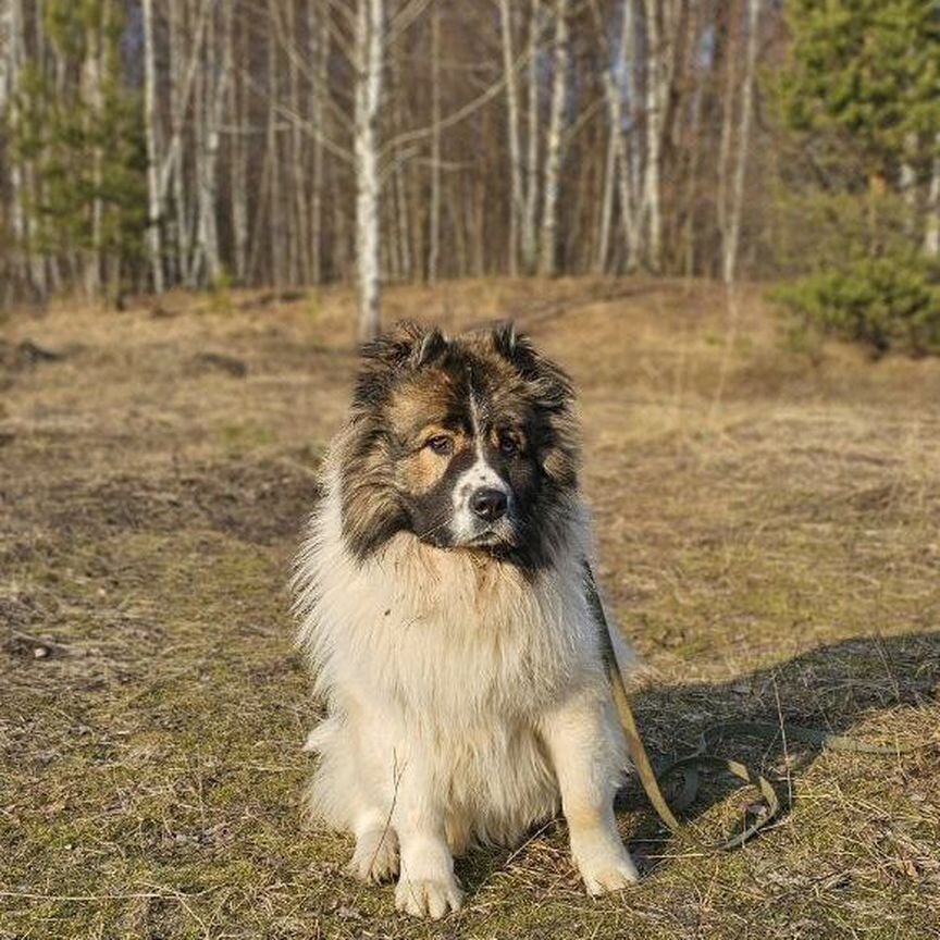 Кавказская овчарка в добрые руки мальчик 2 года