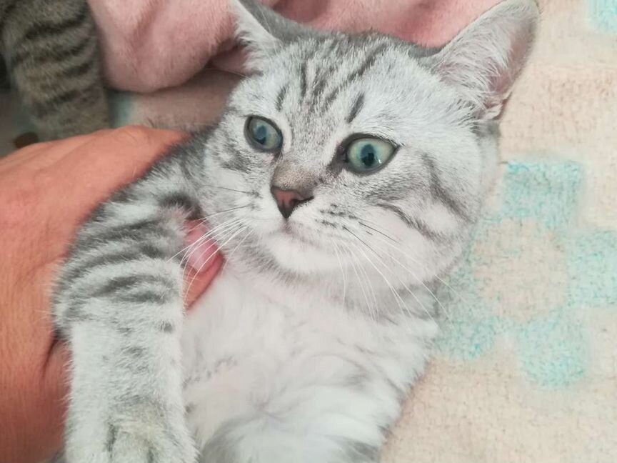 Шотландские