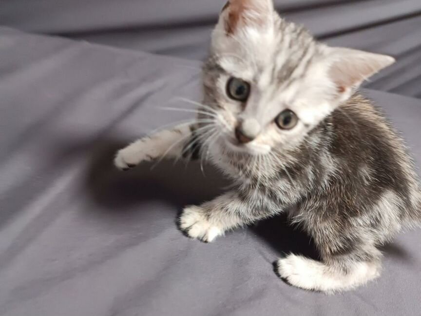 Шотландские прямоухие котята