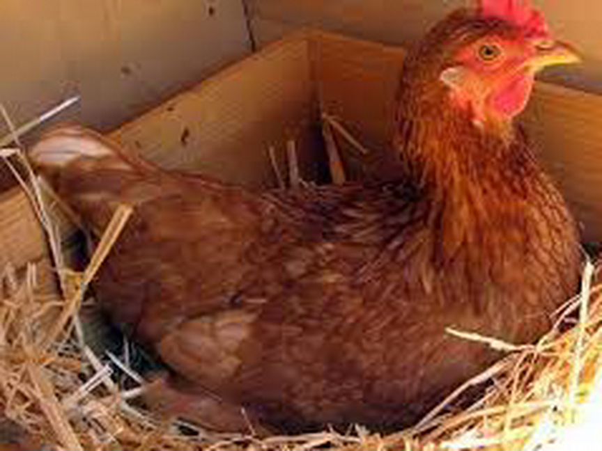 Куры несушки