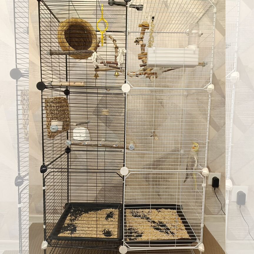 Попугай корелла с клеткой