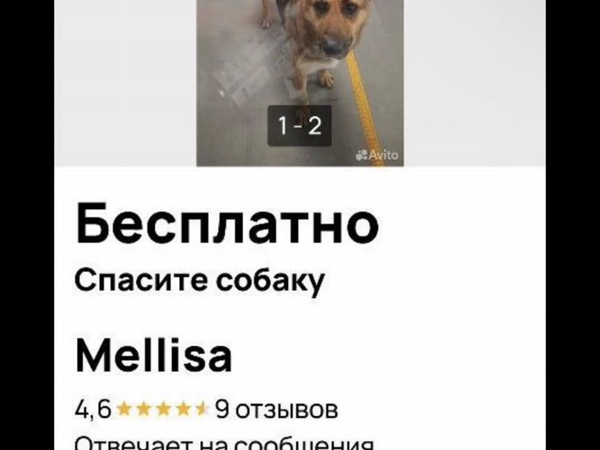 Овчаркаростовстарый или новый хозяин ты где