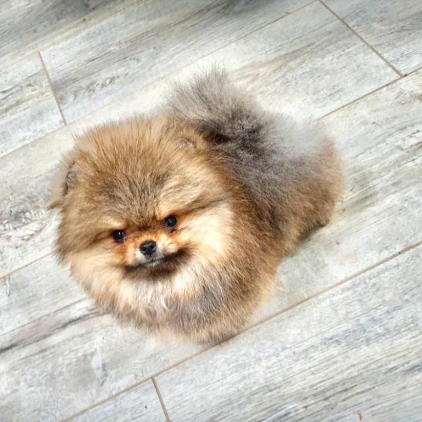Мини померанский шпиц
