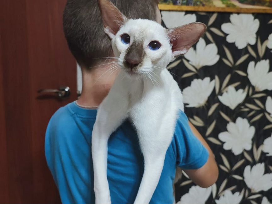 Ориентальная