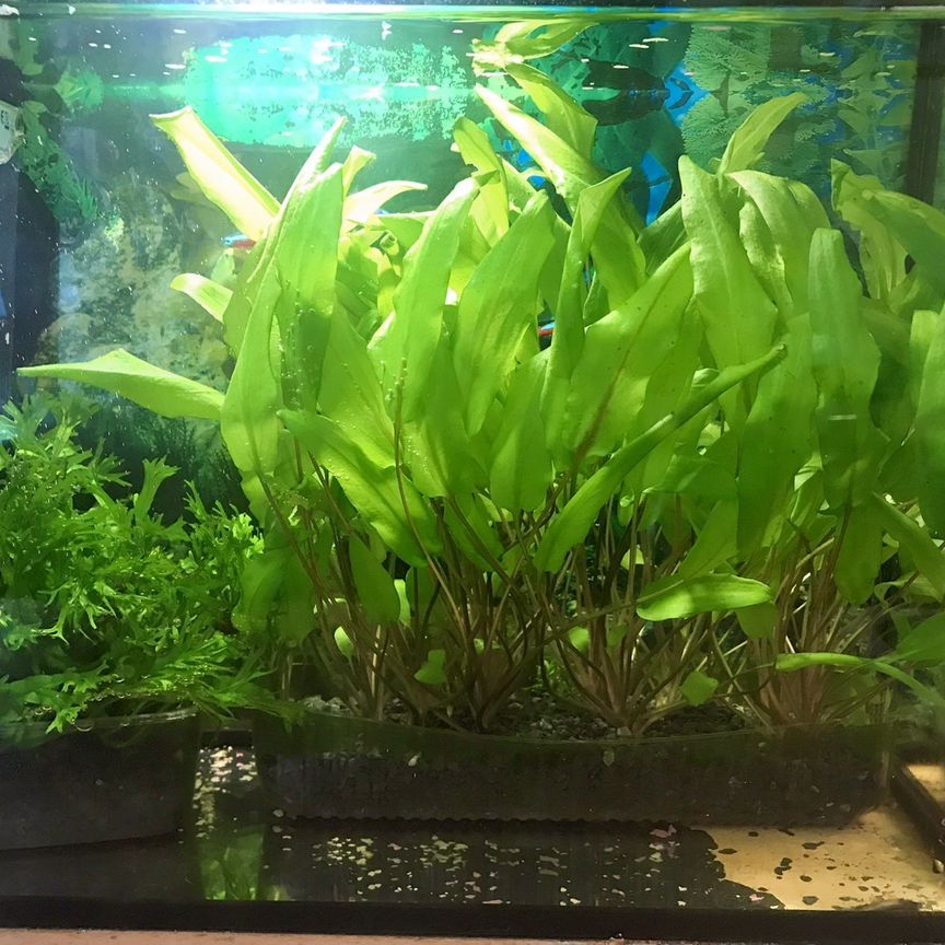 Растения для аквариума