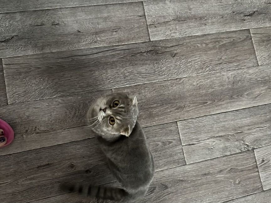 Шотландская вислоухая