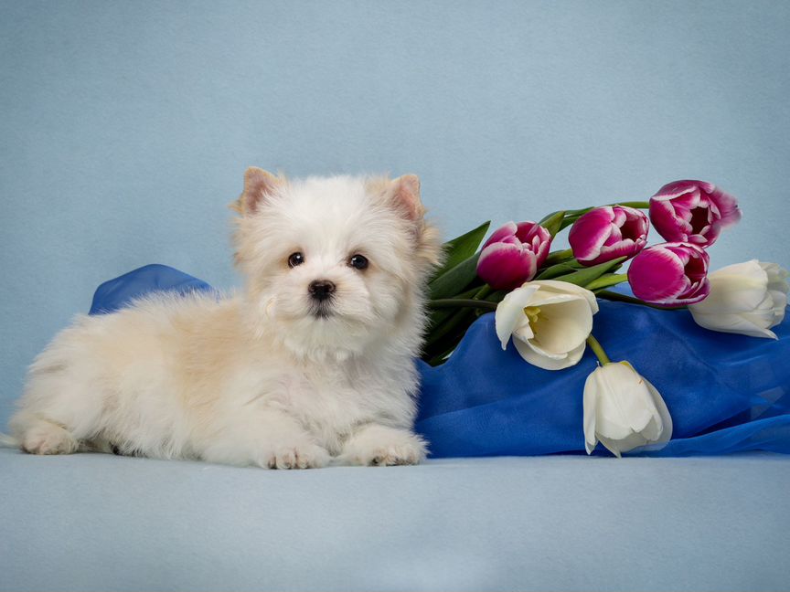 Щенки русской салонной собаки