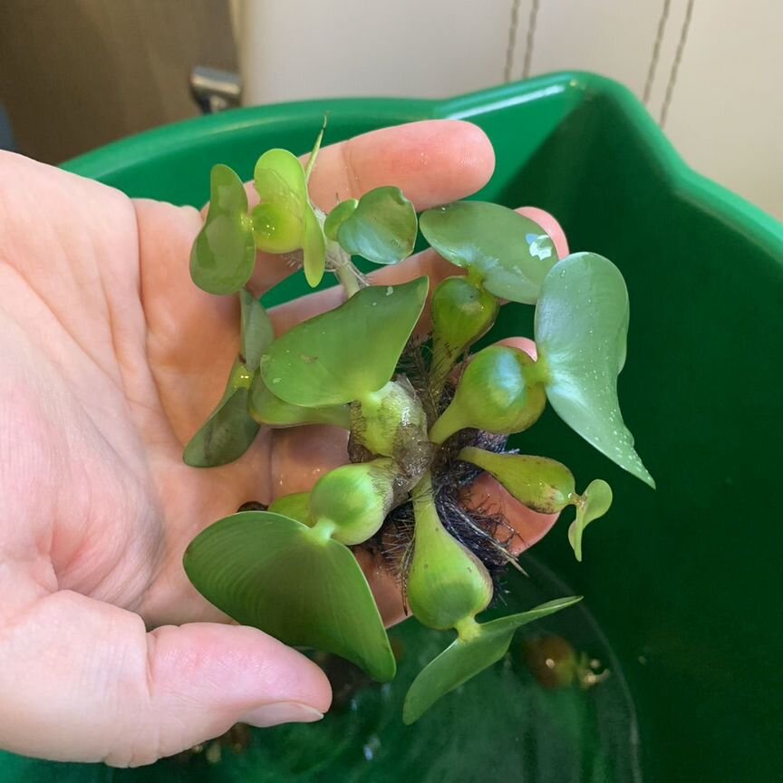 Растения для аквариума гиацинт