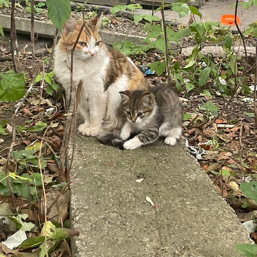 Котенку нужен дом