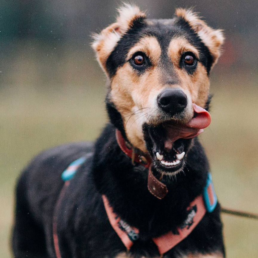 Взрослая собака в добрые руки