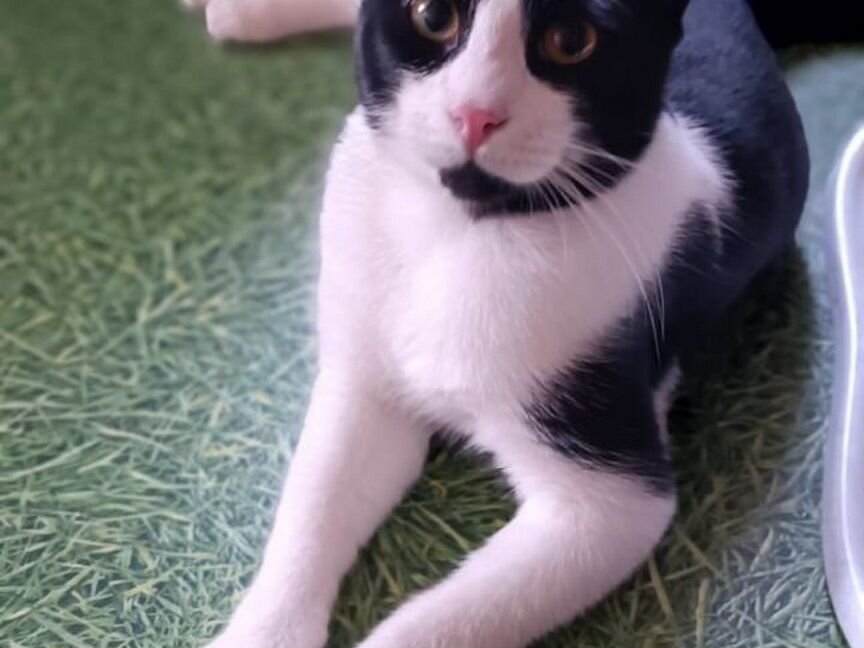 Котик Василий в добрые руки