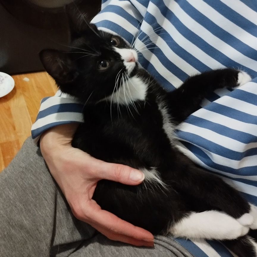 Котята в добрые руки Хорошие и здоровые