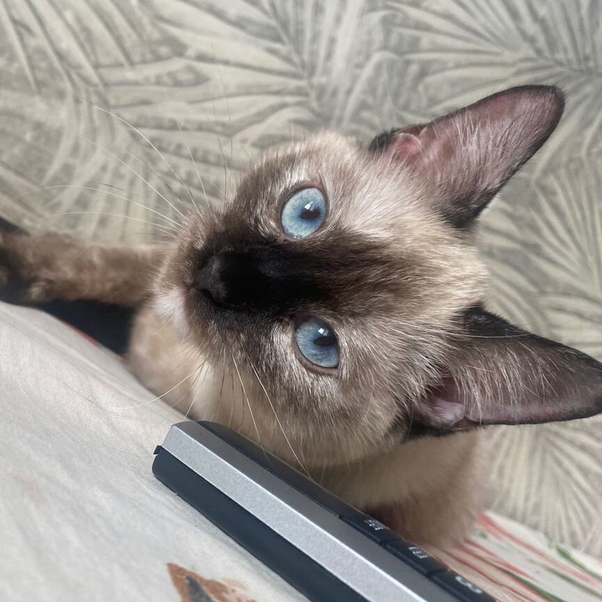 Кошка сиамская