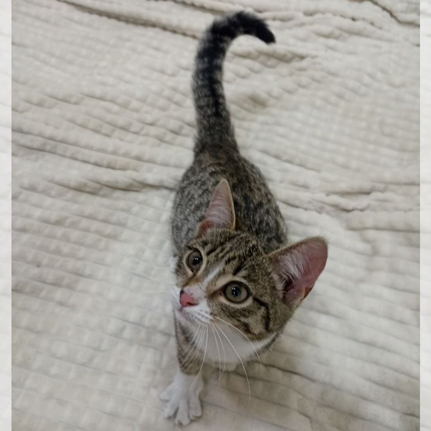 Котёнок в добрые руки