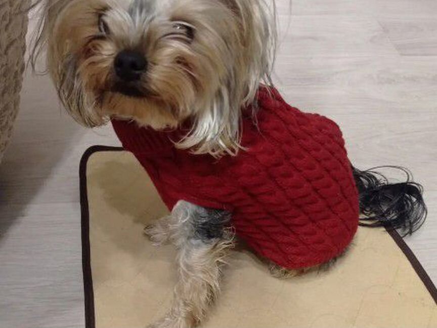 Одежда вязаная для животных